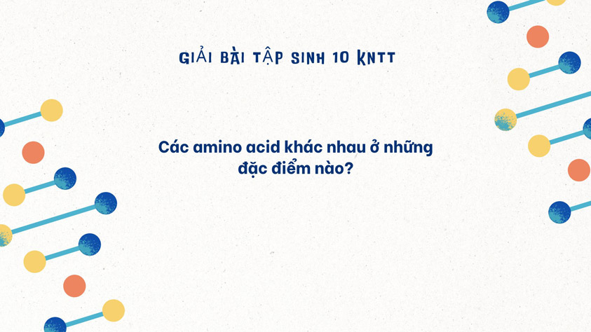 Các amino acid khác nhau ở những đặc điểm nào? Sinh 10 KNTT