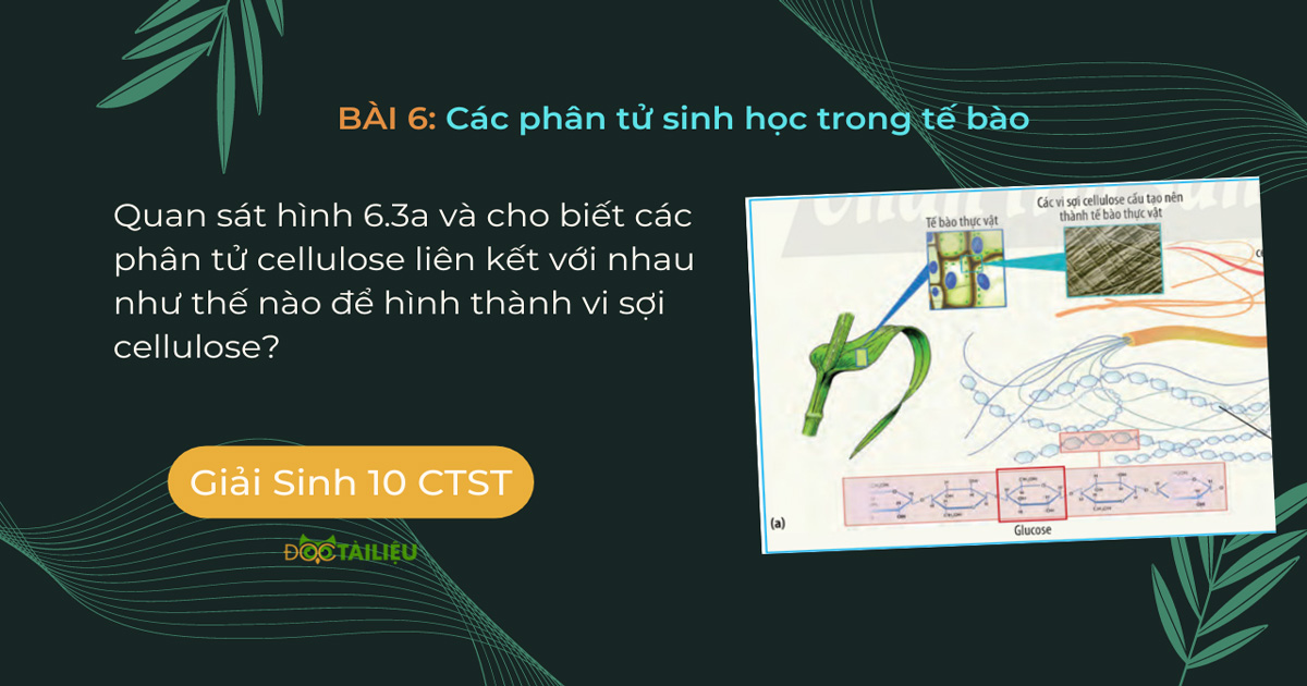 Quan sát hình 6.3a và cho biết các phân tử cellulose liên kết với...