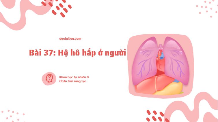 Soạn Sinh 8 CTST Bài 37: Hệ hô hấp ở người